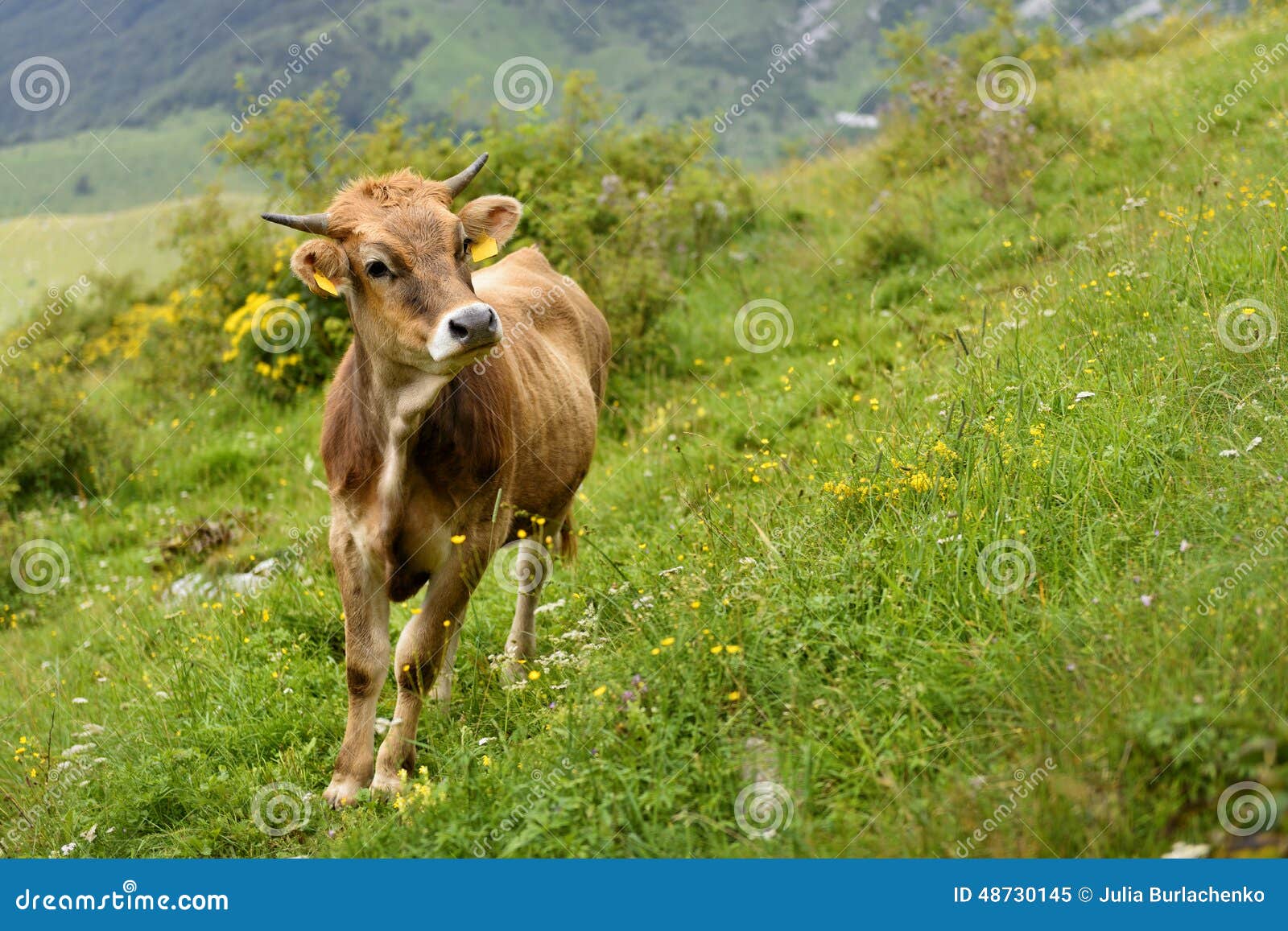 Smart cow stock image. Image of looking, landscape, grazing - 48730145