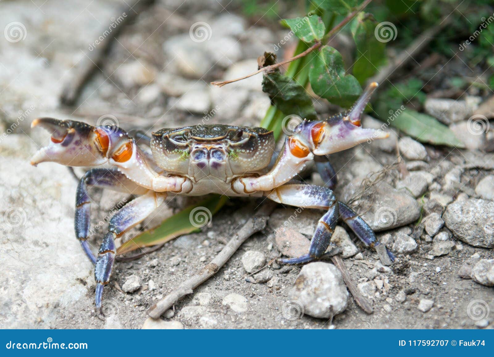 A River Crab with Open Claws Stock Image - Image of attack, nature ...