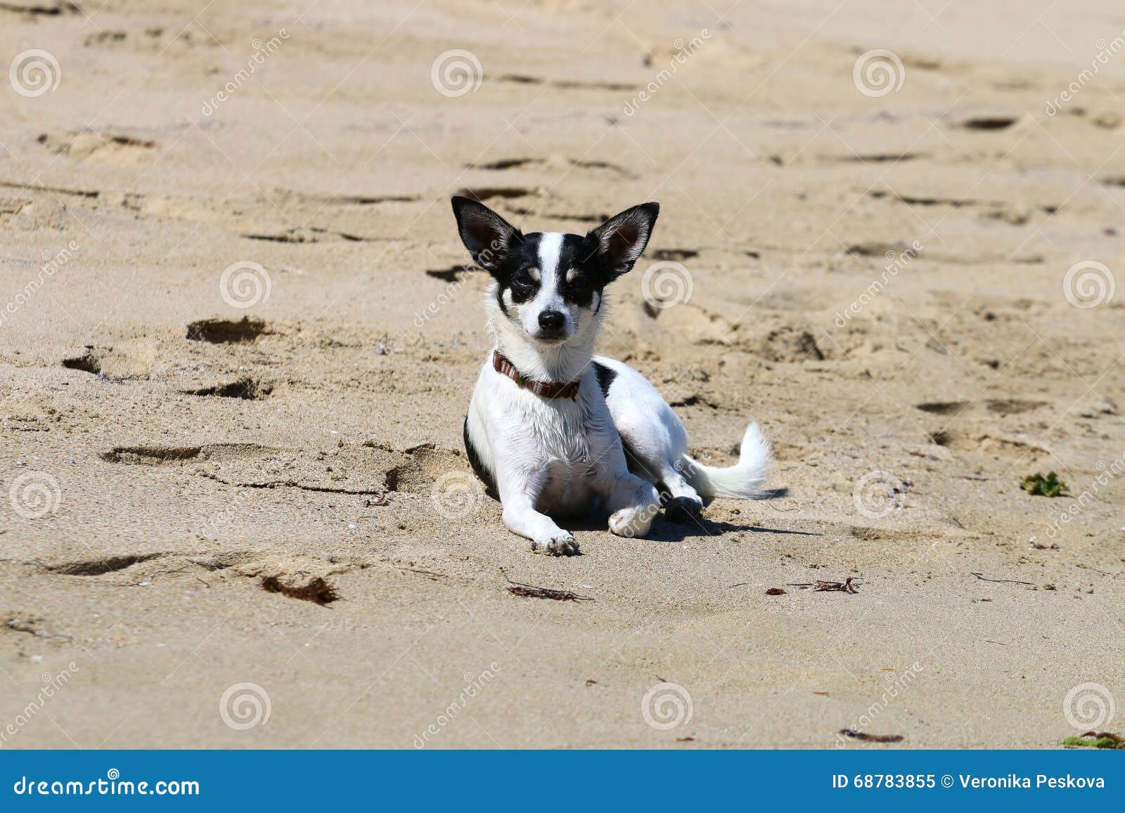 Smart, Cute and Sad Small Dog on the Beach Stock Image - Image of close ...