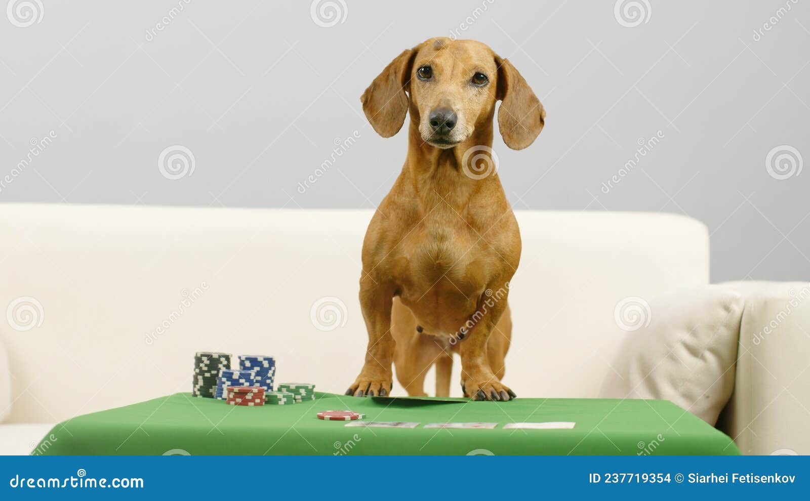 A Smart Dachshund is Sitting on a Poker Table. Stock Photo - Image of ...