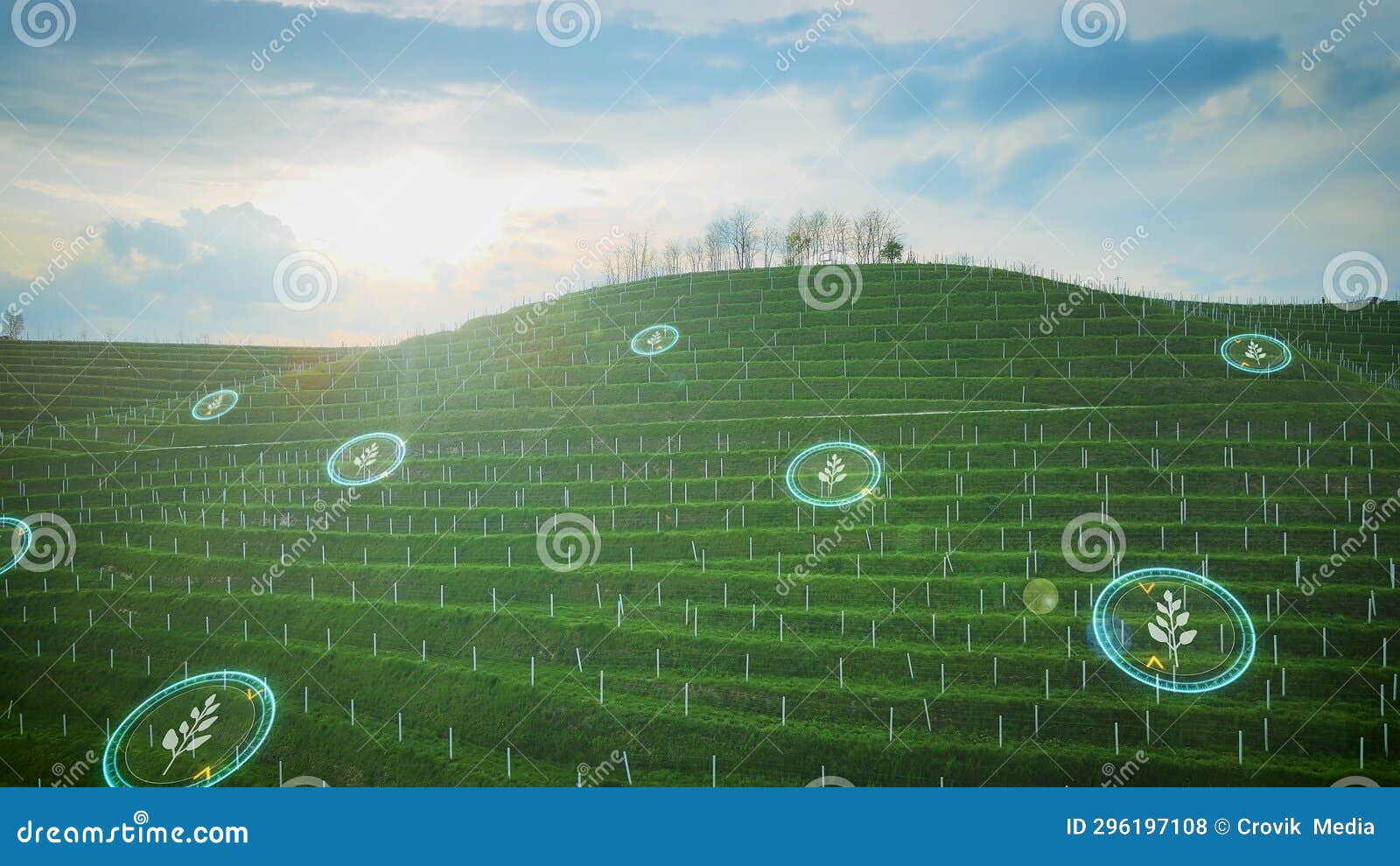 Smart Digital Agricultural Technology Collecting Data on Vineyard Crops ...
