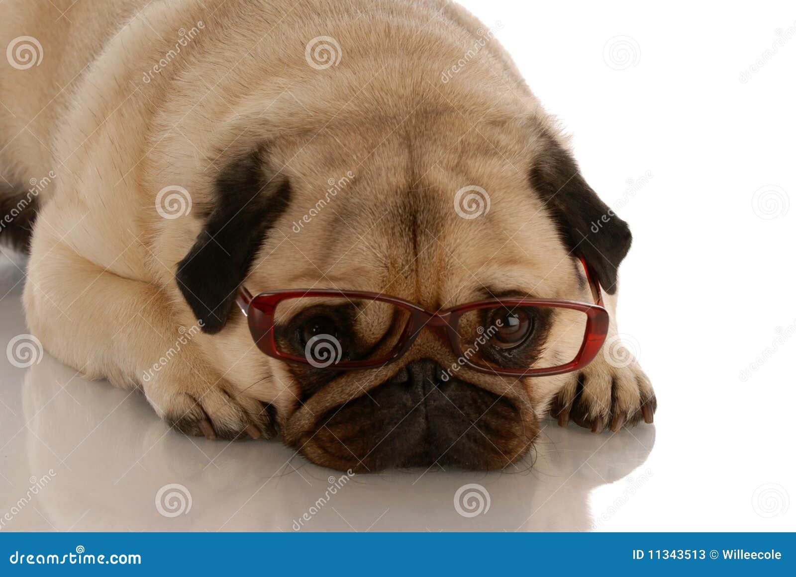 Smart dog stock image. Image of snoozing, adorable, sweet - 11343513