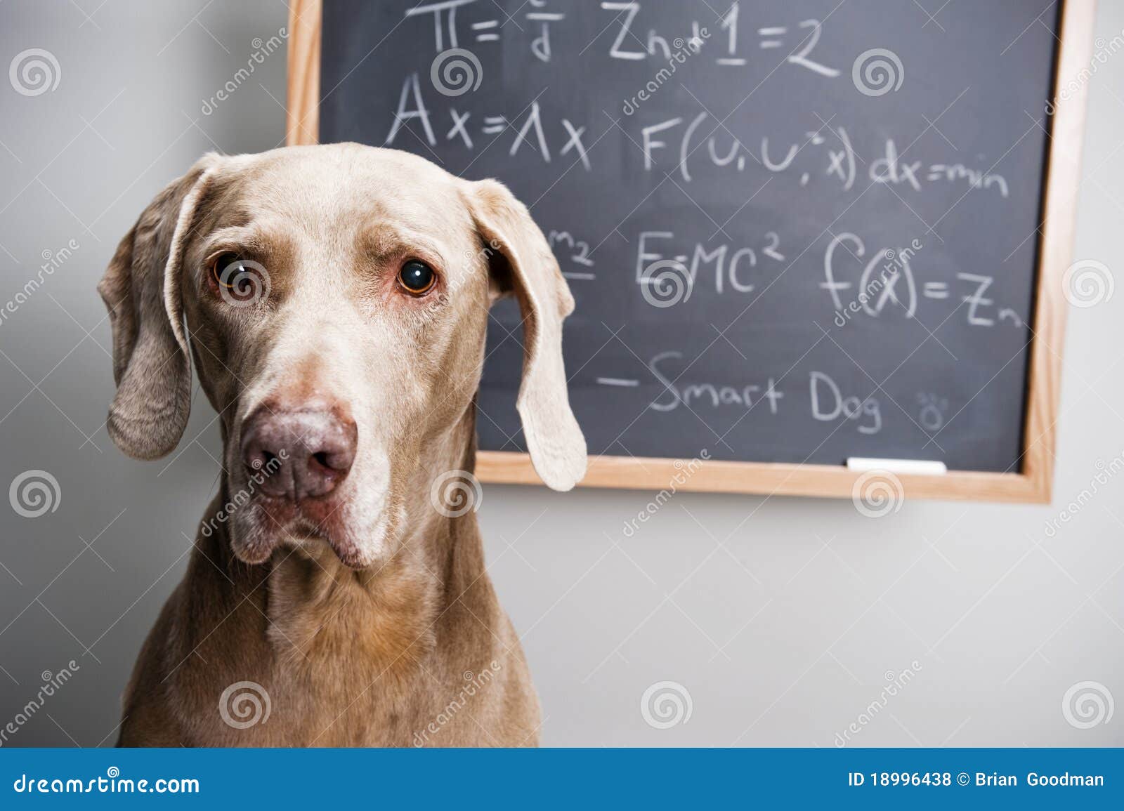 Smart dog stock photo. Image of algebra, blackboard, school - 18996438