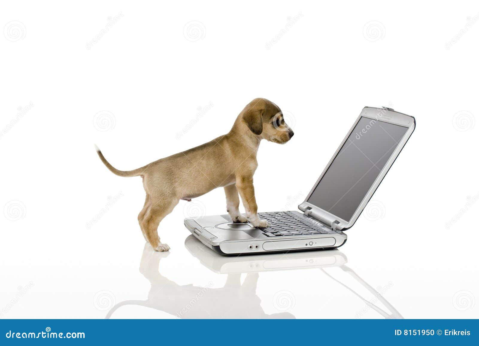 Smart Dog stock photo. Image of canine, mixed, concept - 8151950