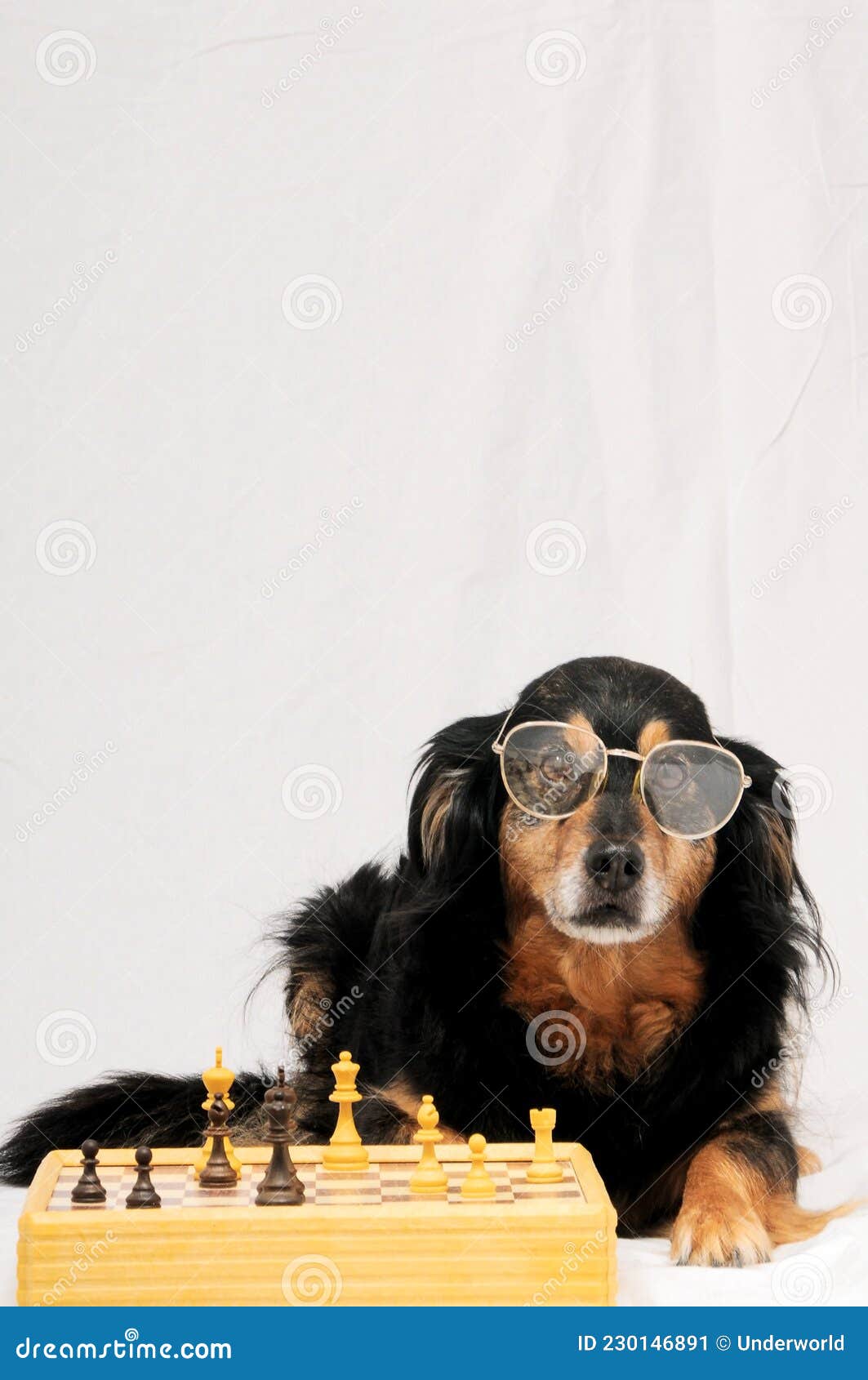 Smart Dog Playing Chess stock image. Image of furry - 230146891