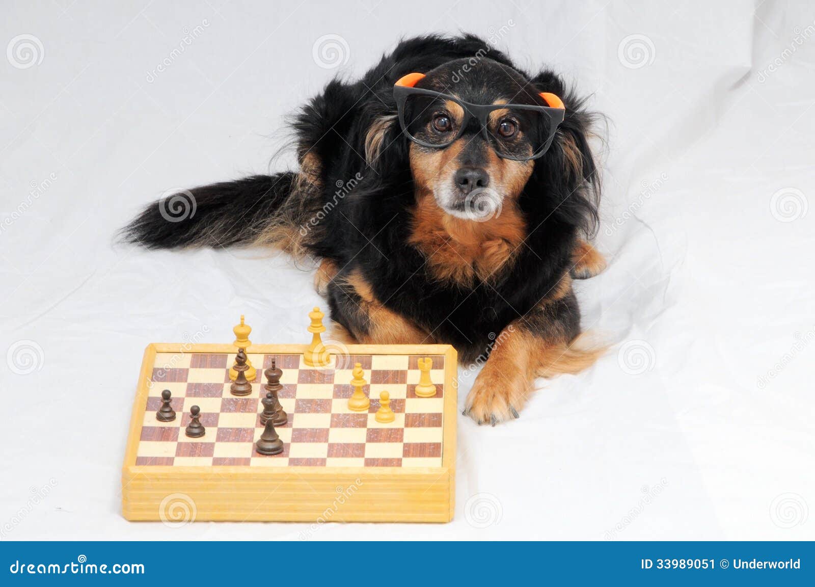 Smart Dog Playing Chess stock image. Image of determined - 33989051