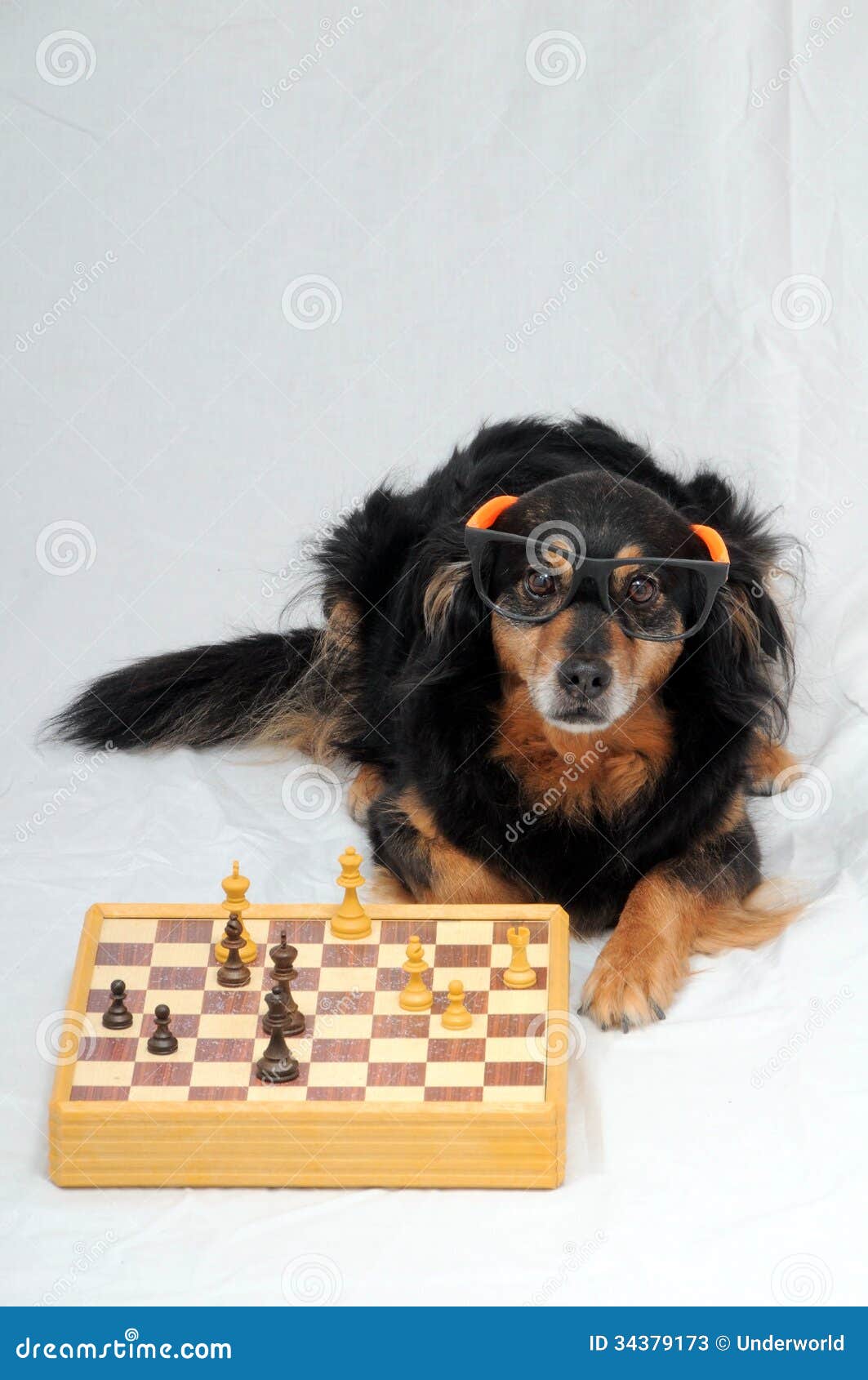 Smart Dog Playing Chess stock image. Image of comedy - 34379173