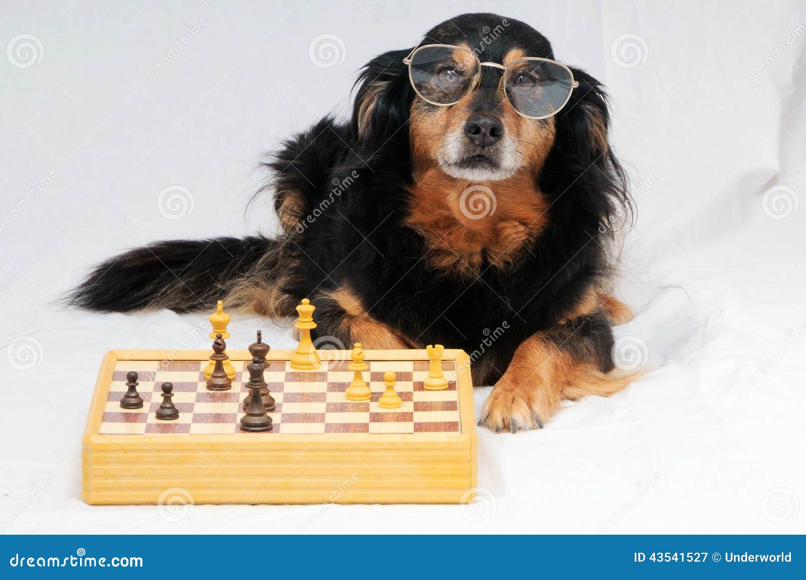Smart Dog Playing Chess stock image. Image of battle - 43541527
