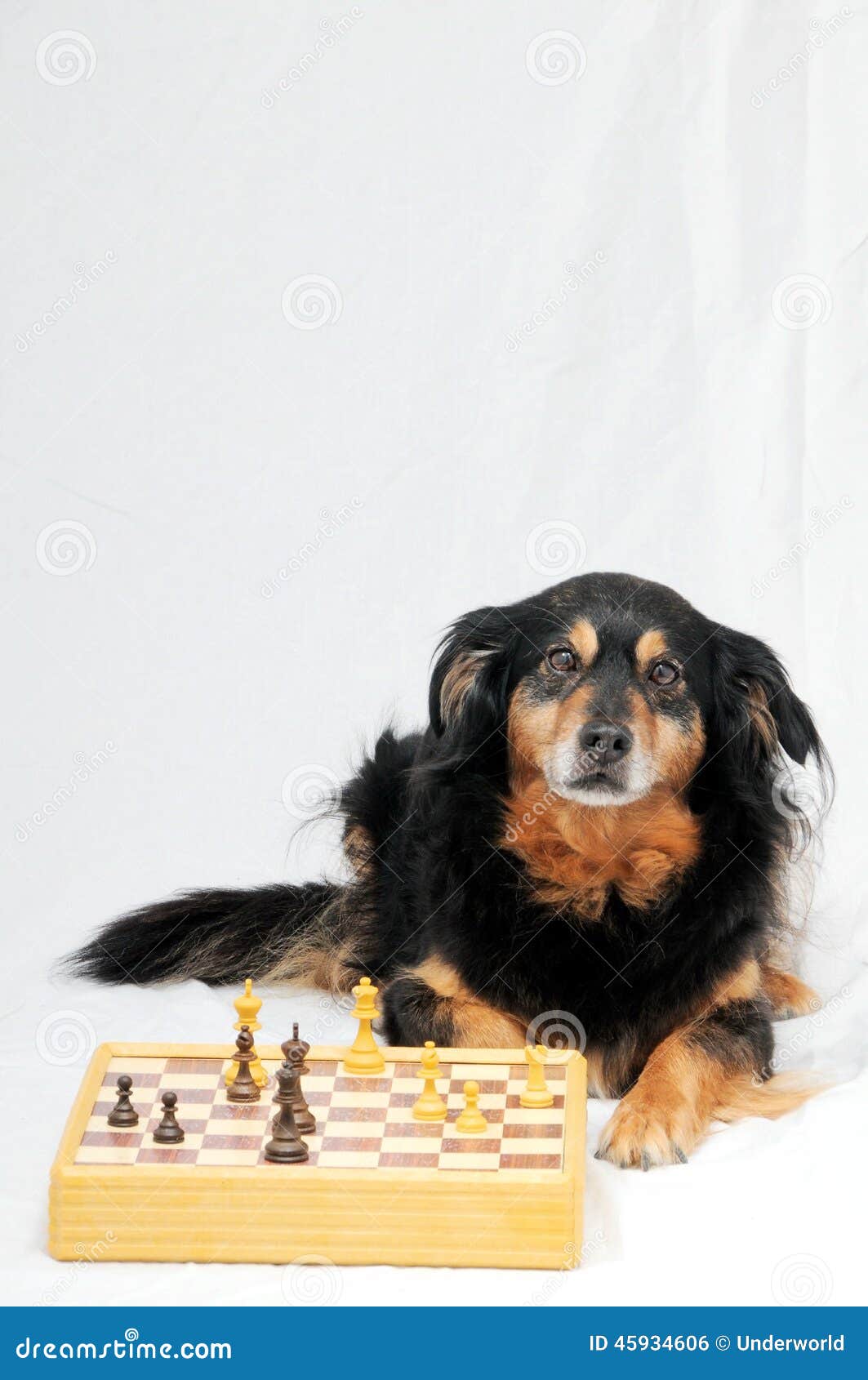 Smart Dog Playing Chess stock photo. Image of genius - 45934606