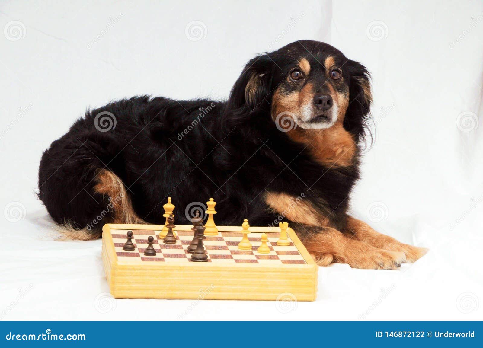 Smart Dog Playing Chess stock photo. Image of little - 146872122