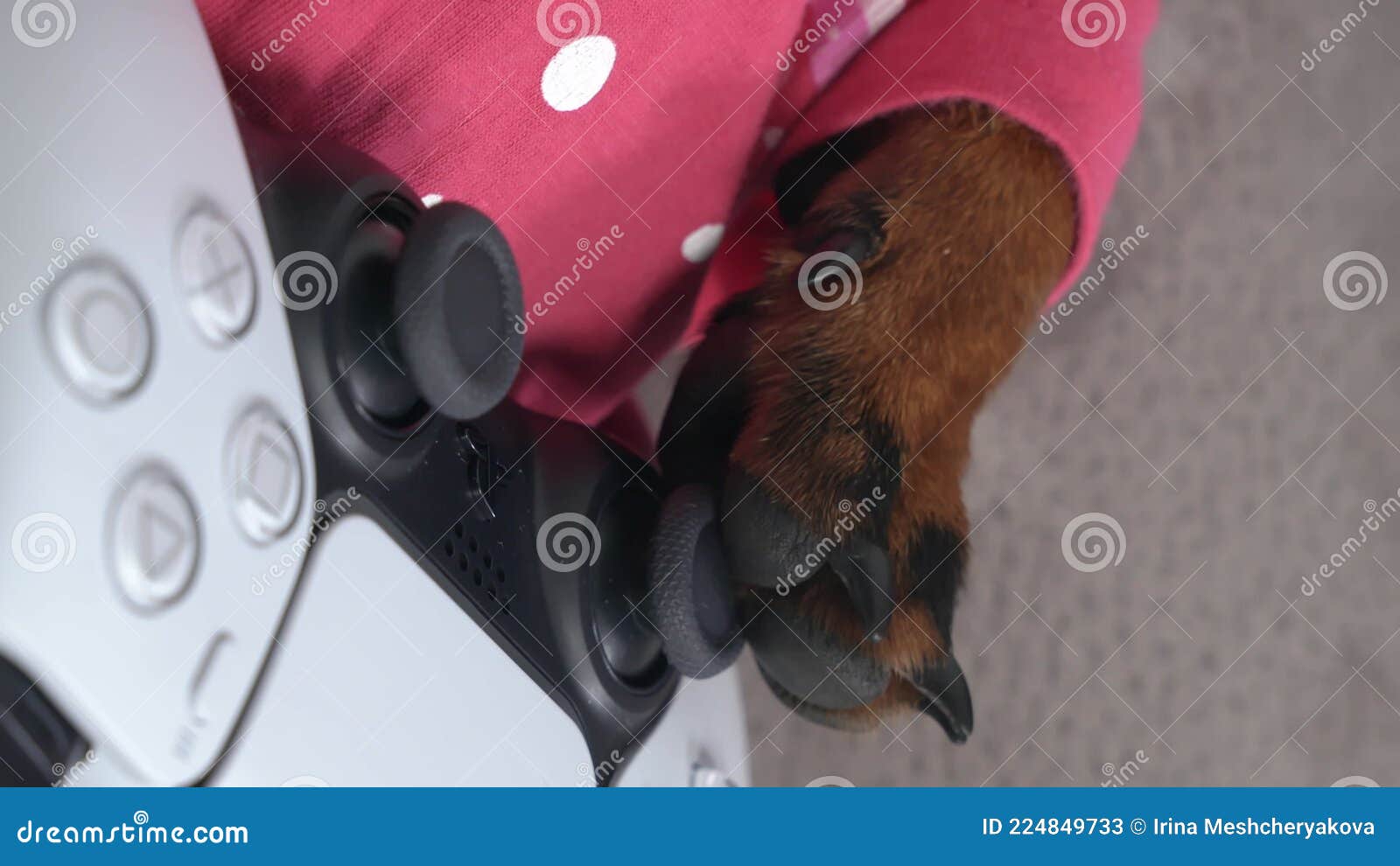 Smart Dog Presses with Paw on Joystick of Controller for Console while ...