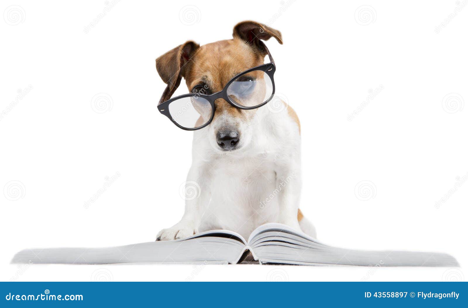 Smart dog reading book stock image. Image of learn, animal - 43558897