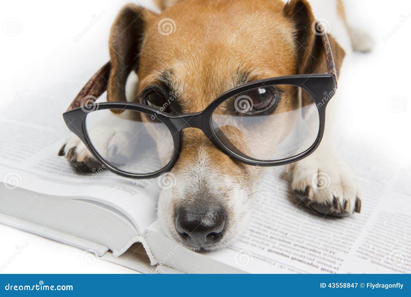 Smart dog reading book stock image. Image of book, education - 43558847