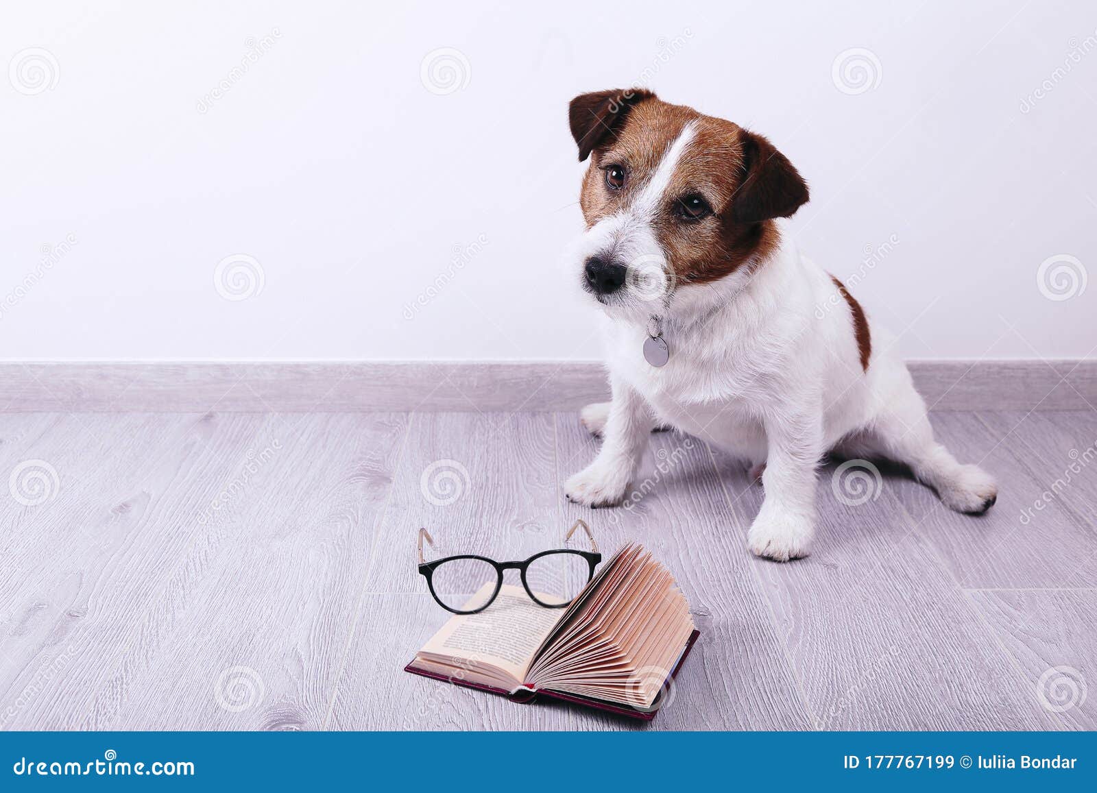 Smart dog reading book stock image. Image of reading - 177767199