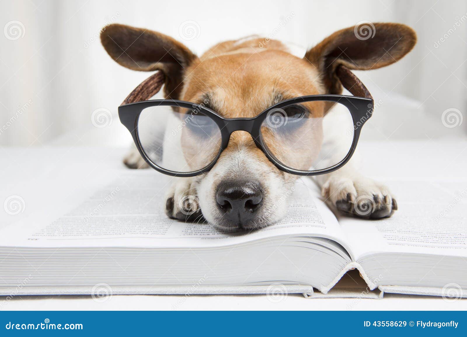 Smart dog reading book stock image. Image of control - 43558629