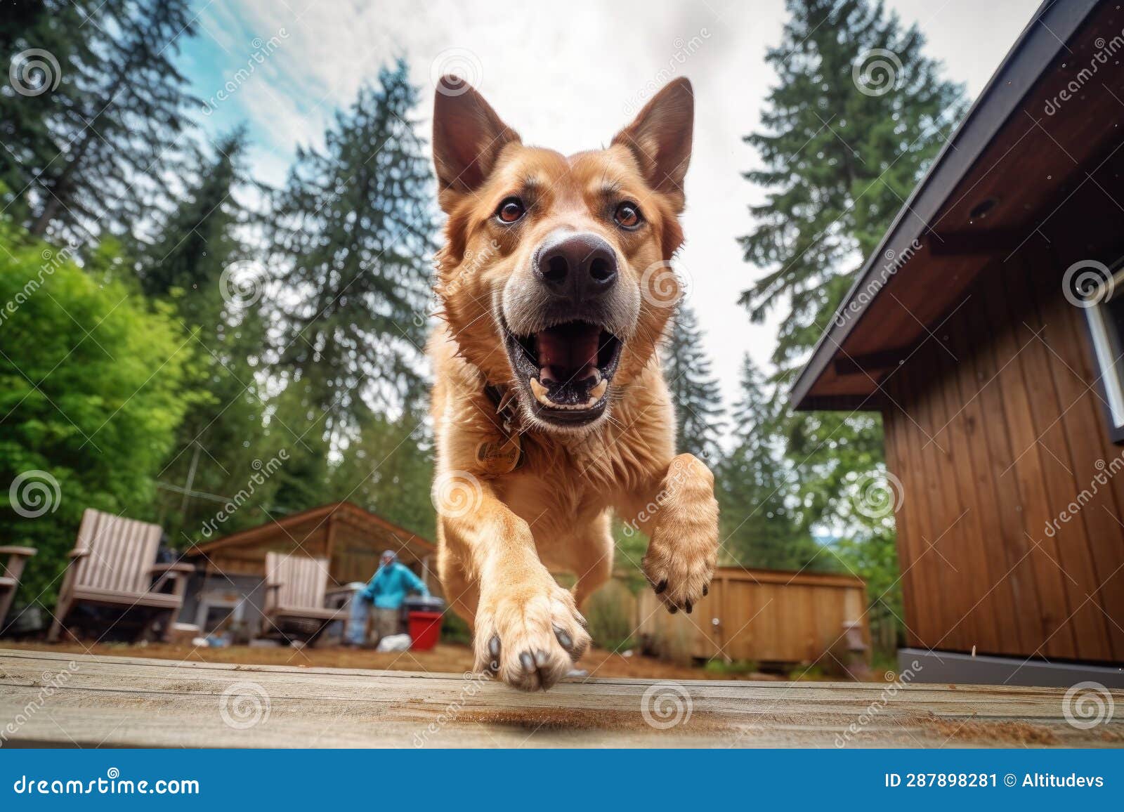 Smart Dog Showing Off Its Tricks in Front of Camera Stock Illustration ...