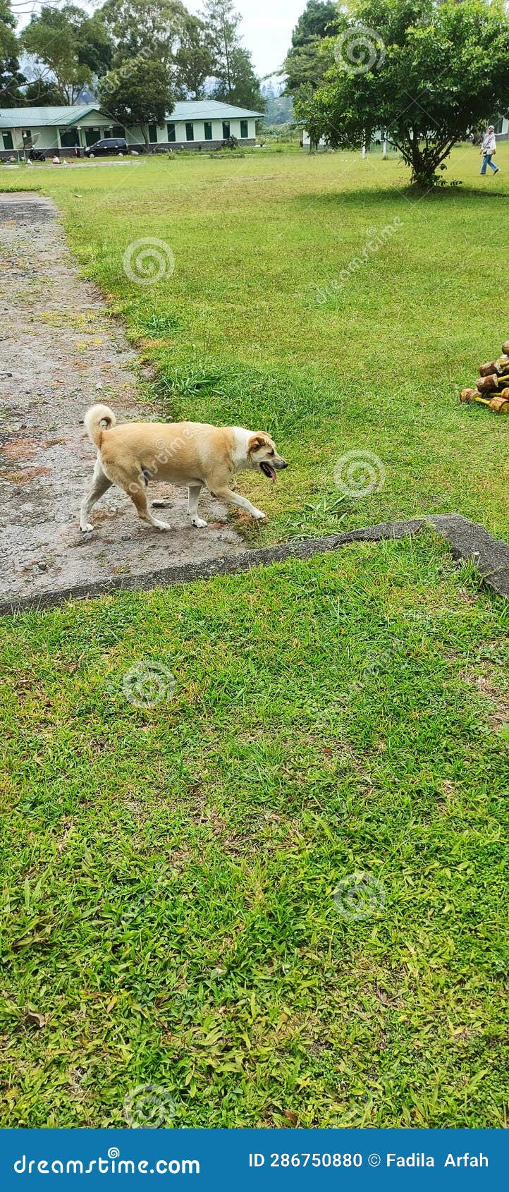 Smart dog walking on grass stock photo. Image of grass - 286750880