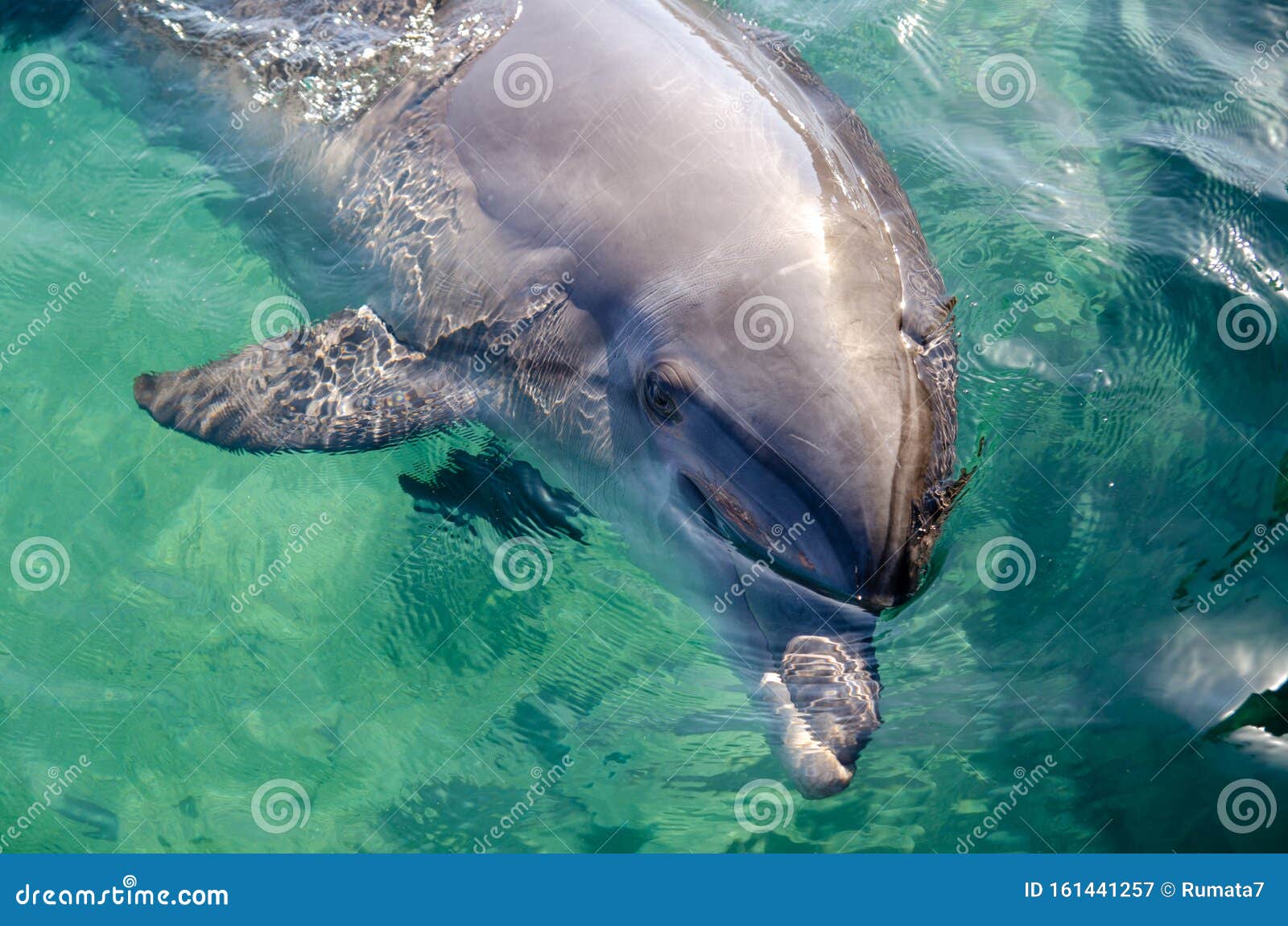 Smart Dolphin at the Dolphin Reef in Eilat, on the Shores of the Red ...