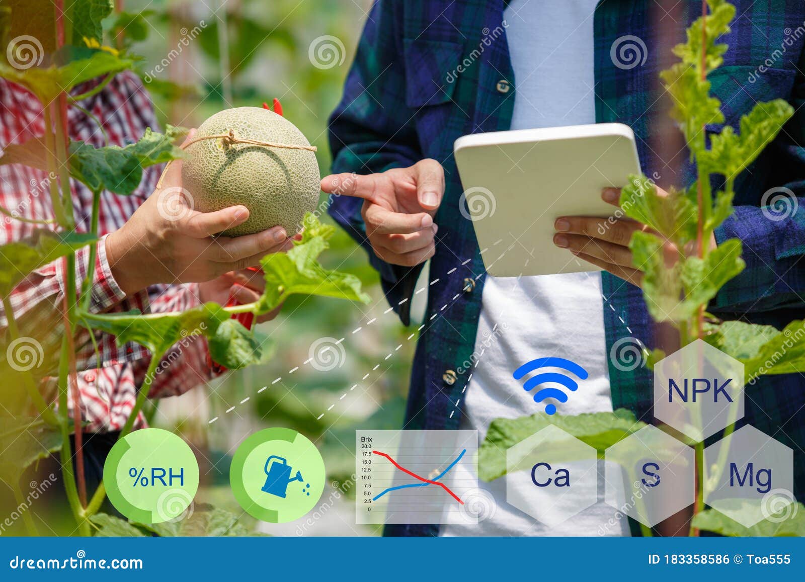 Smart Farm, Farmer Using Tablet Control Agricultural System in Green ...