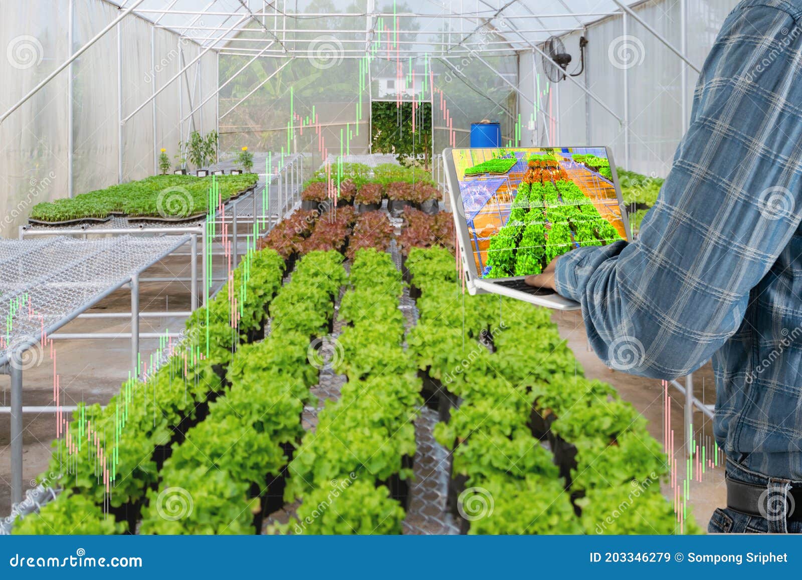 Smart Farm Vegetable Using Computer Technology Stock Image - Image of ...