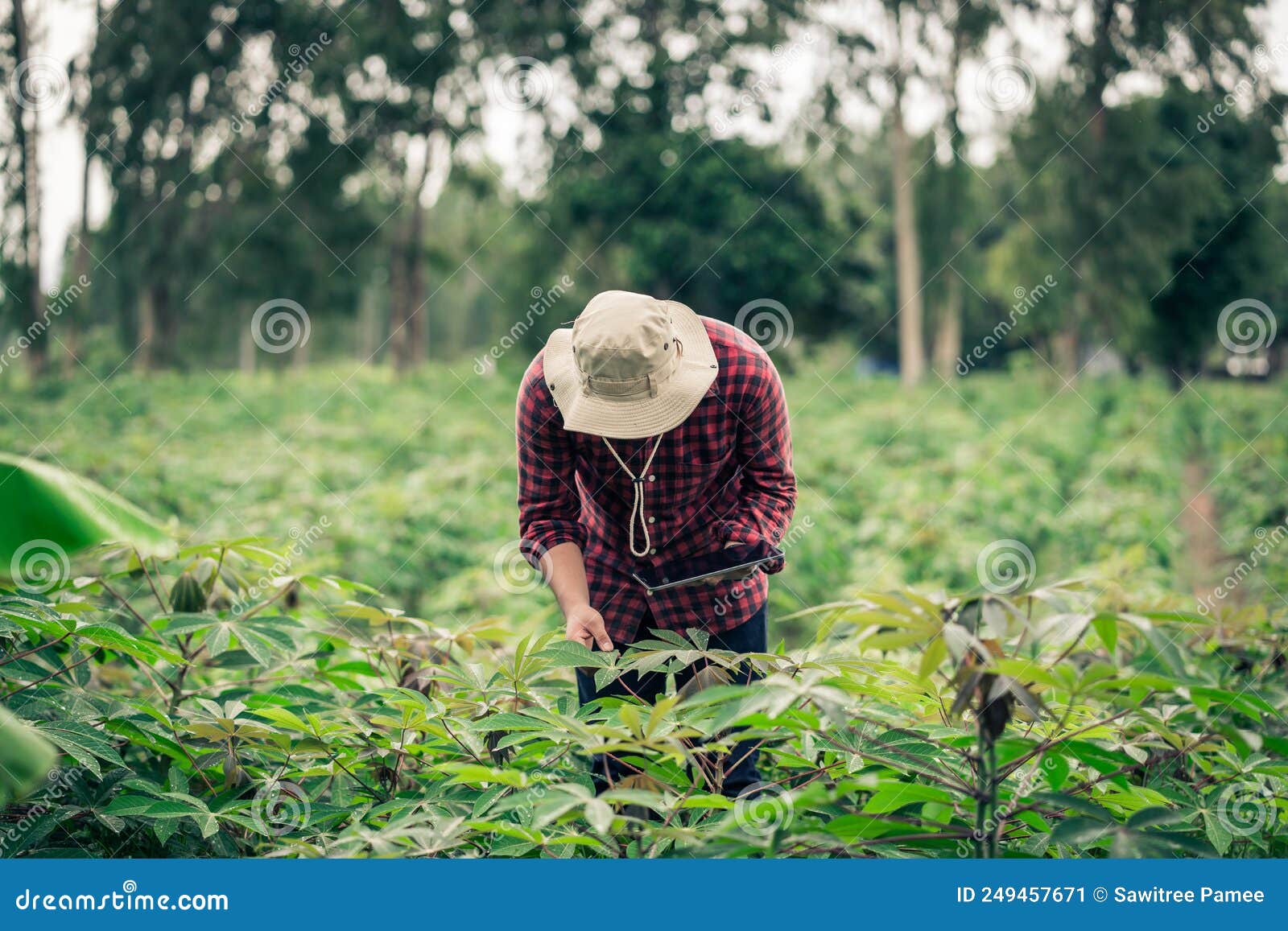 Smart Farmer Checking Crop Integrity and Maintenance Planning for Good ...
