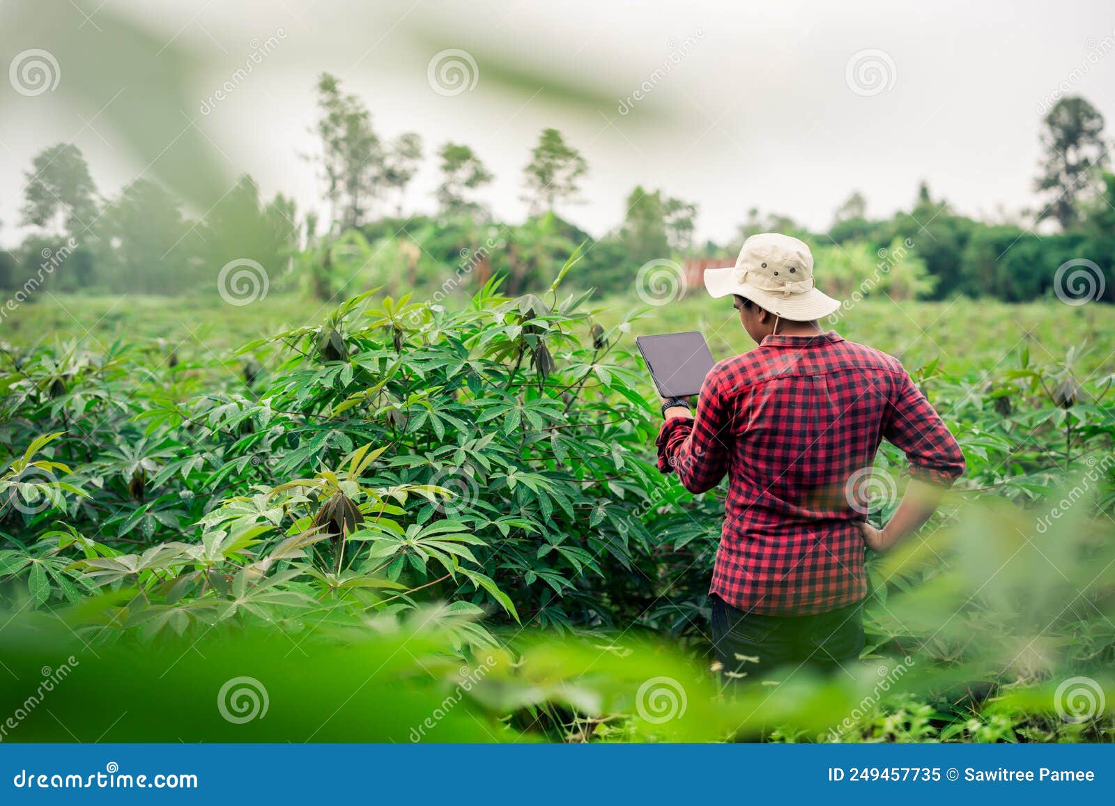 Smart Farmer Checking Crop Integrity and Maintenance Planning for Good ...