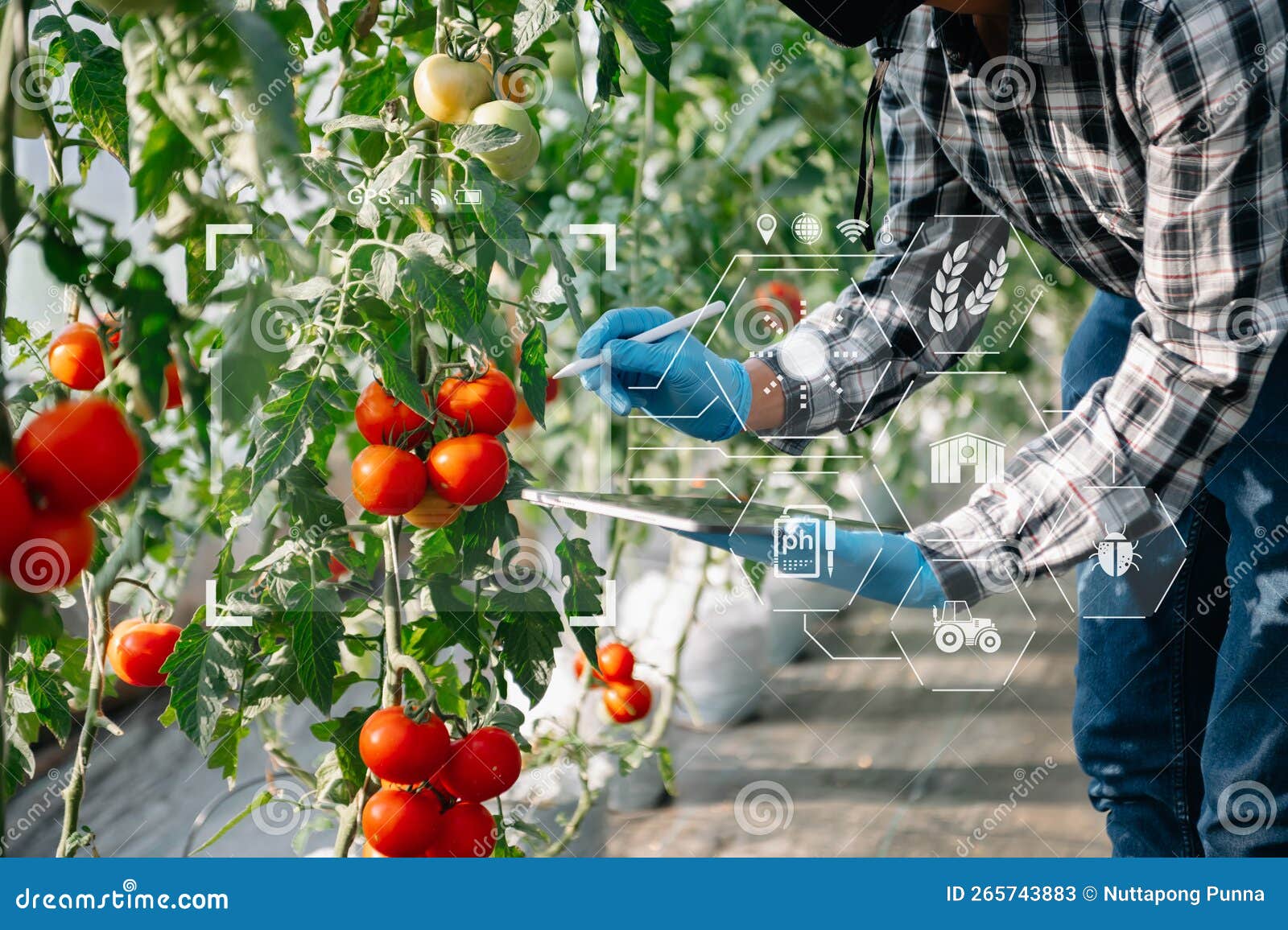 Smart Farmer Using Application by Tablet Concepts Vegetables and Tomato ...