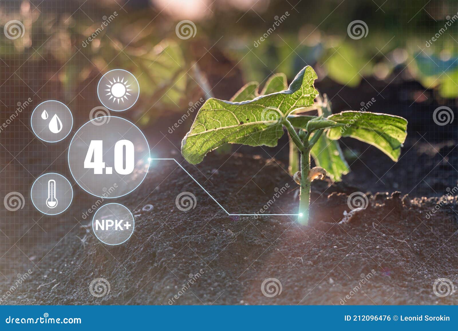 Smart Farming with IoT,Growing Corn Seedling with Infographics Stock ...