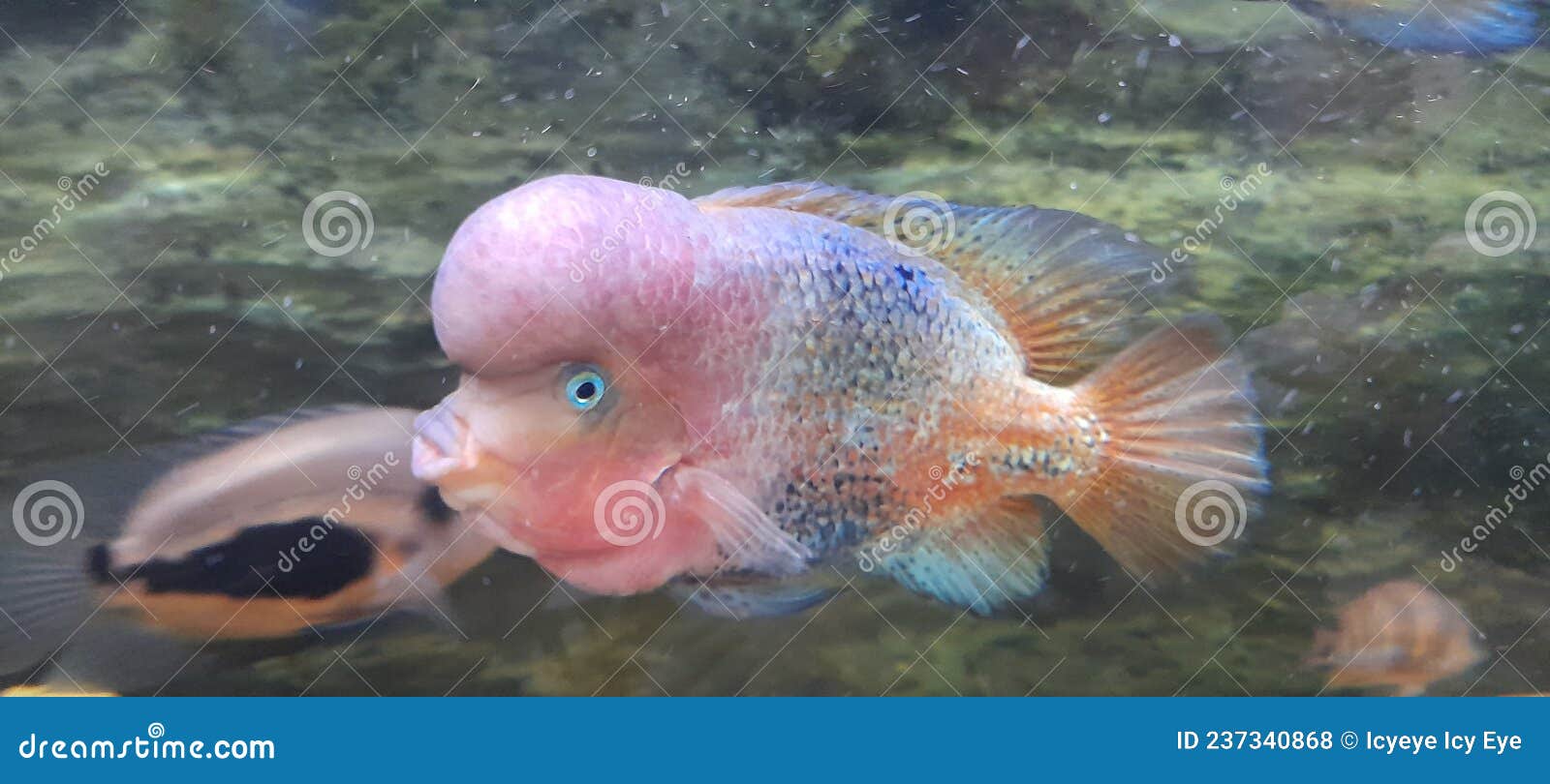Smart fish intelignece stock photo. Image of misisipi - 237340868