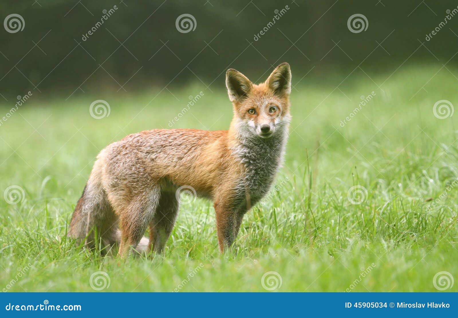 Smart fox stock photo. Image of hunter, habitat, mammal - 45905034