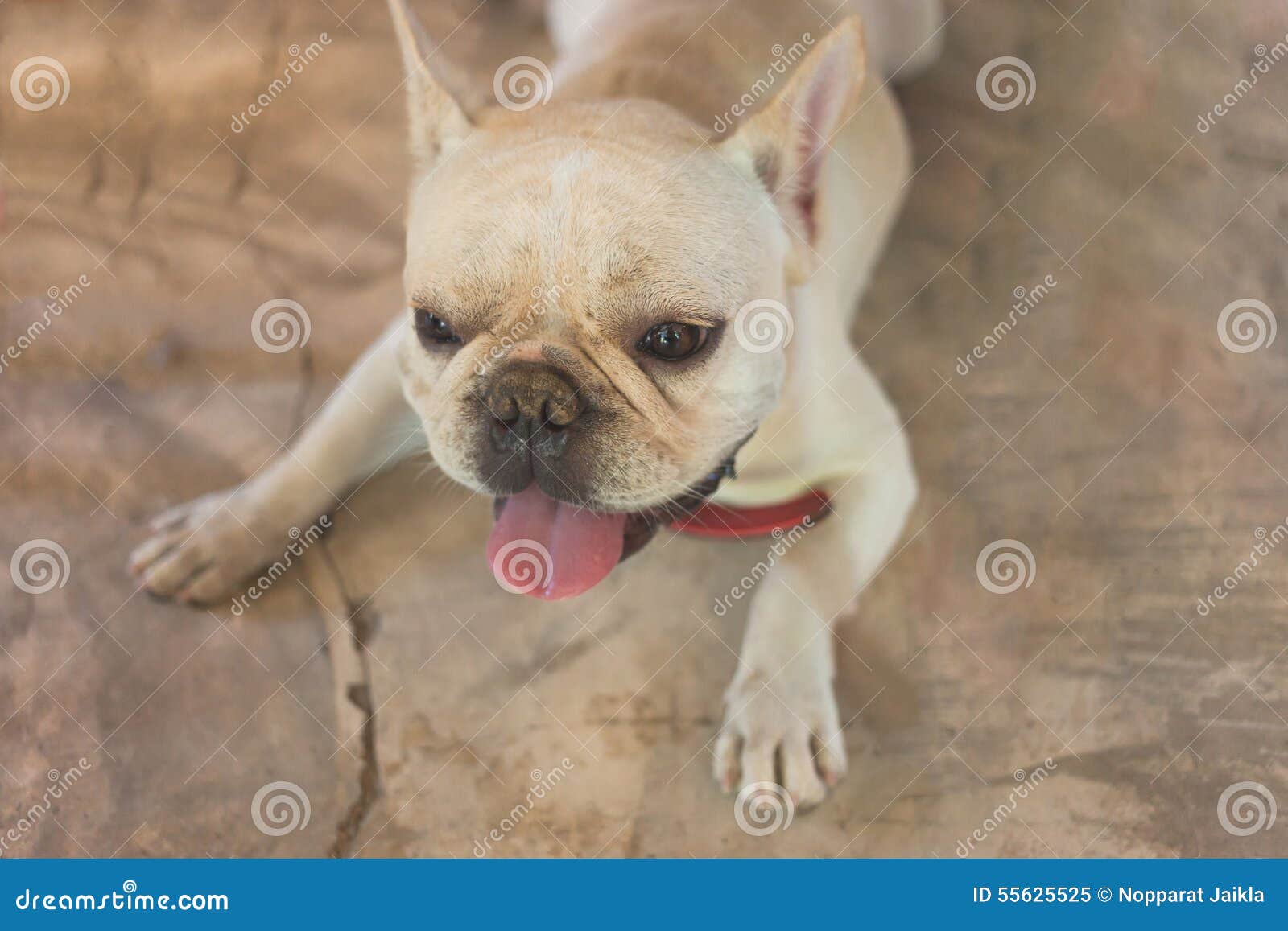 Smart French Bulldog Sitting and Looking Stock Image - Image of animal ...