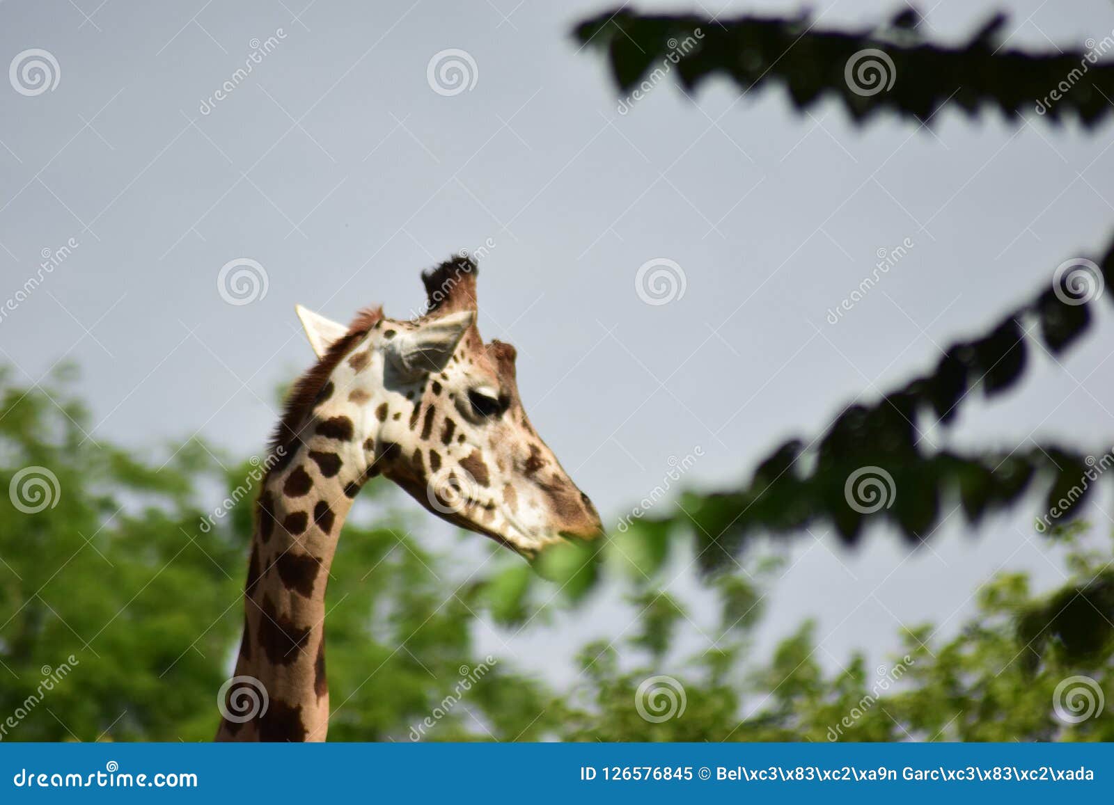 Smart Giraffe stock image. Image of neck, hervibore - 126576845