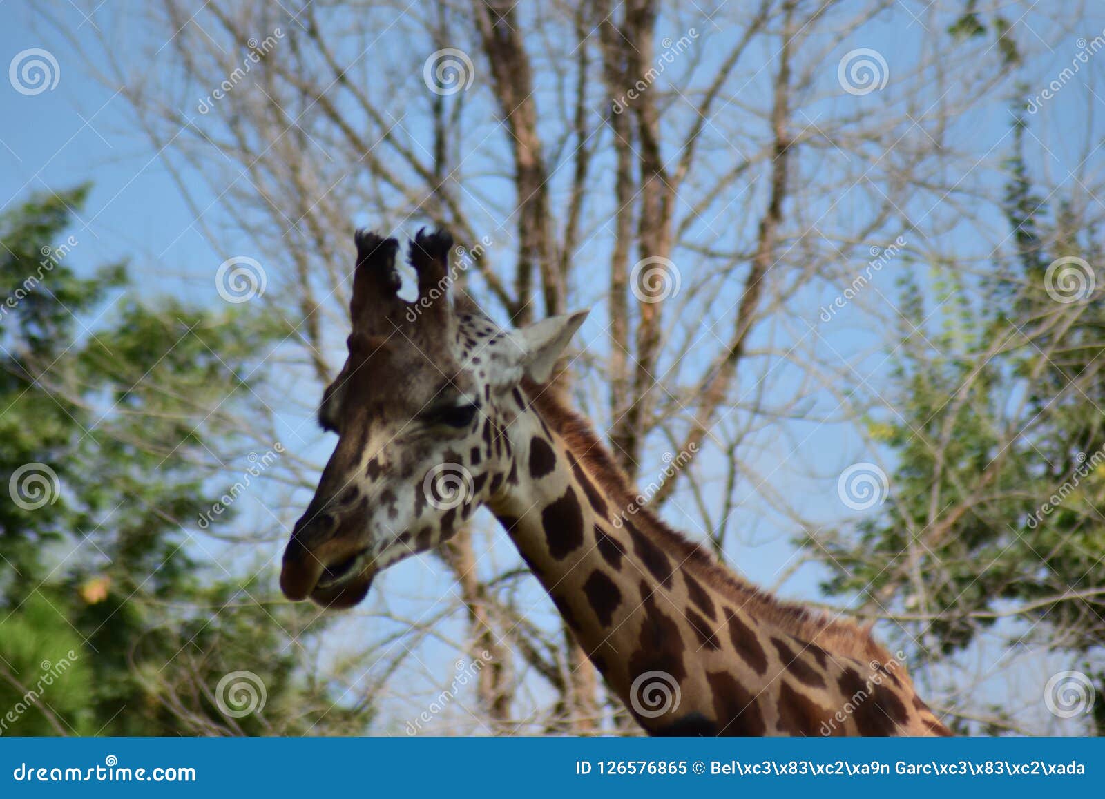 Smart Giraffe stock image. Image of species, climate - 126576865