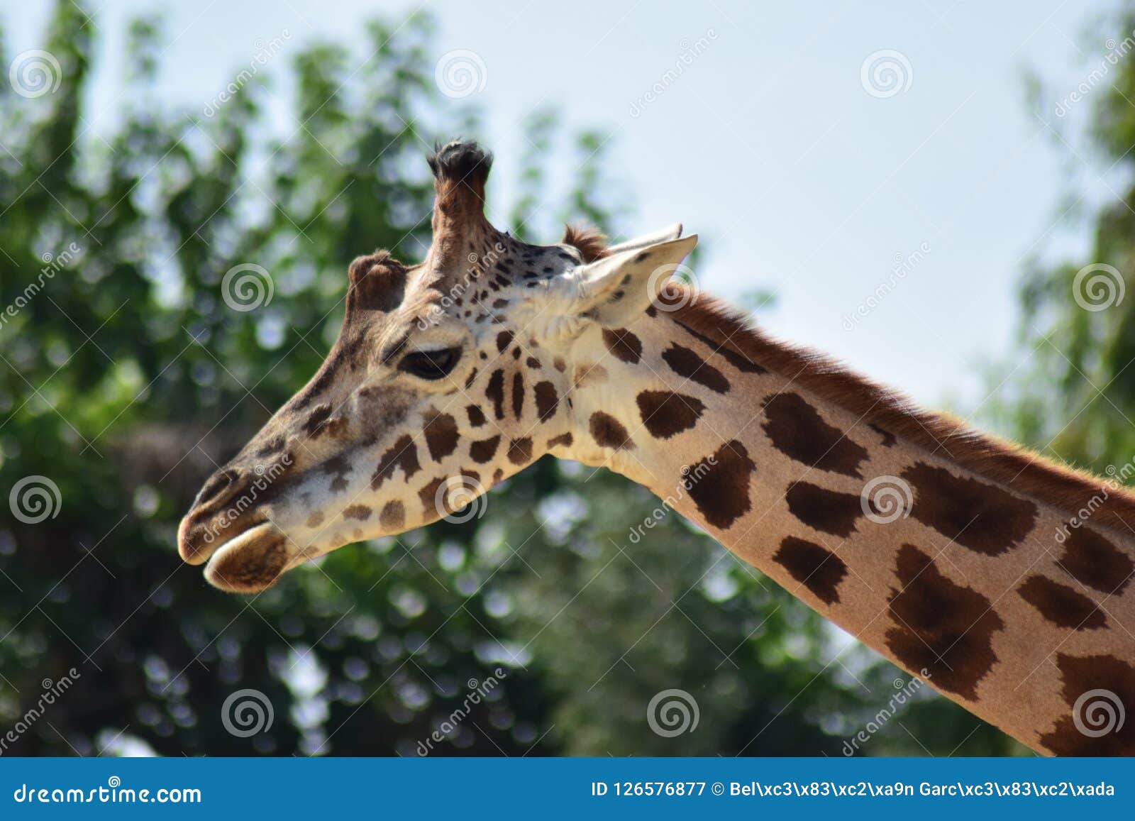 Smart Giraffe stock image. Image of running, giraffe - 126576877