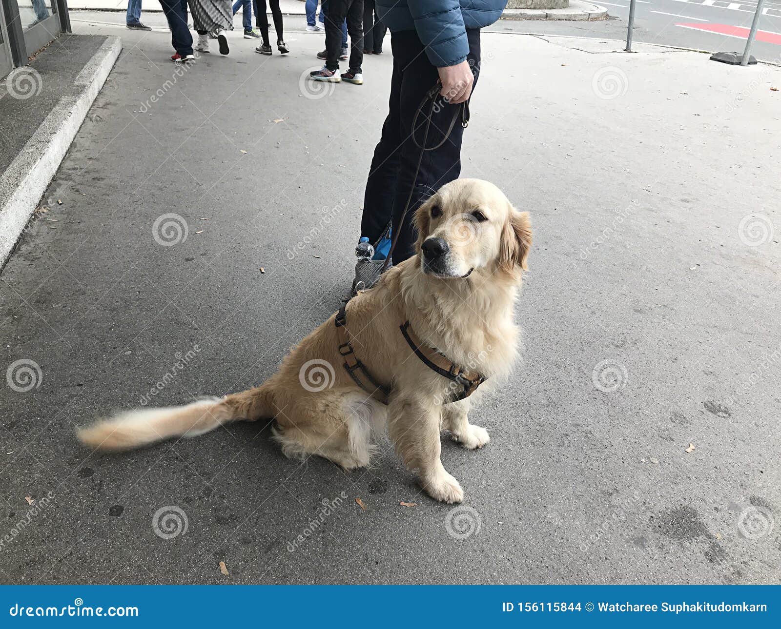 A Smart Golden Retriever Dog. Stock Photo - Image of ground, clever ...