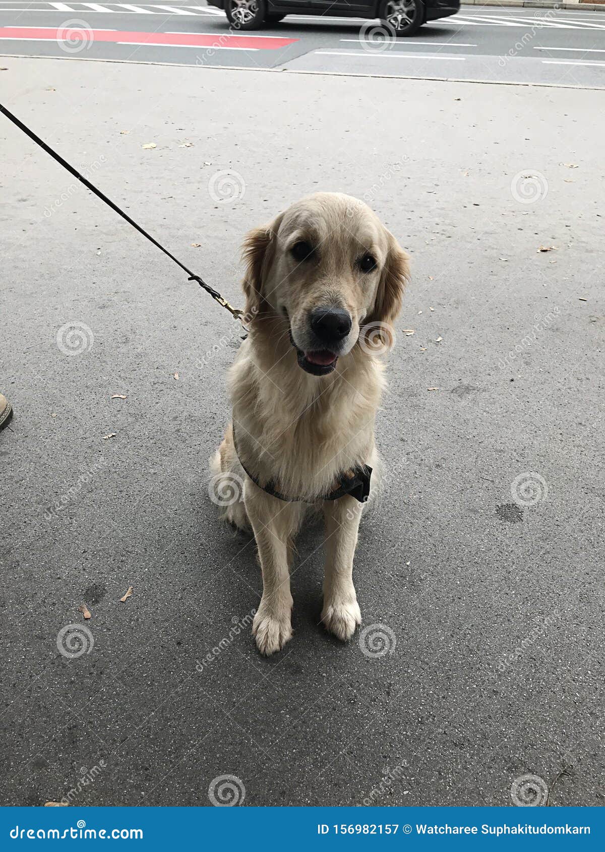 A Smart Golden Retriever Dog. Stock Image - Image of animal, background ...