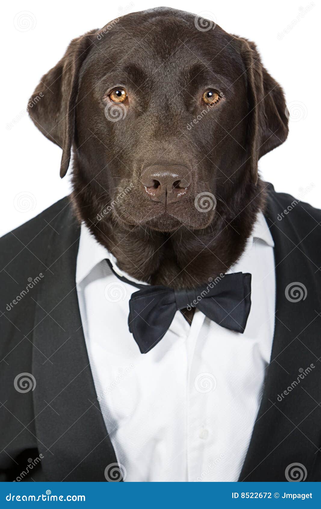 Smart Handsome Labrador in Tuxedo Stock Photo - Image of labrador ...