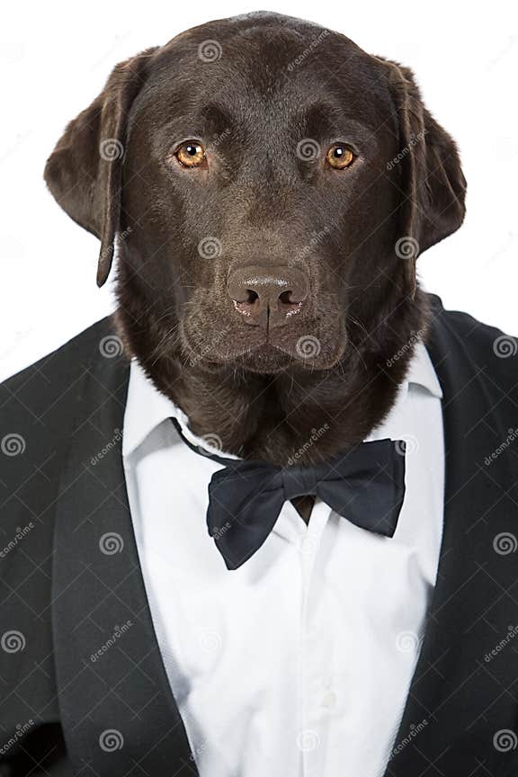 Smart Handsome Labrador in Tuxedo Stock Photo - Image of labrador ...