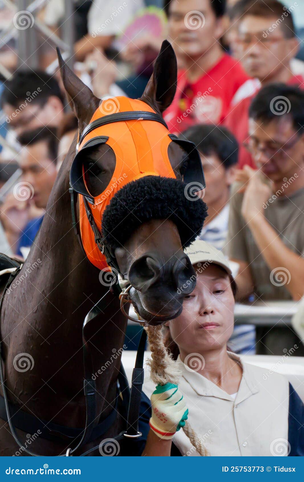 Smart Horse editorial stock photo. Image of groom, king - 25753773