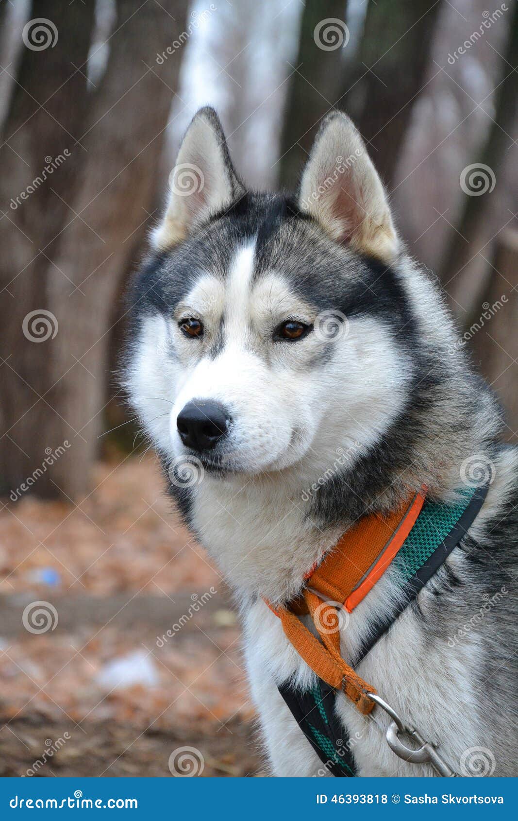 Are Mini Huskies Smart