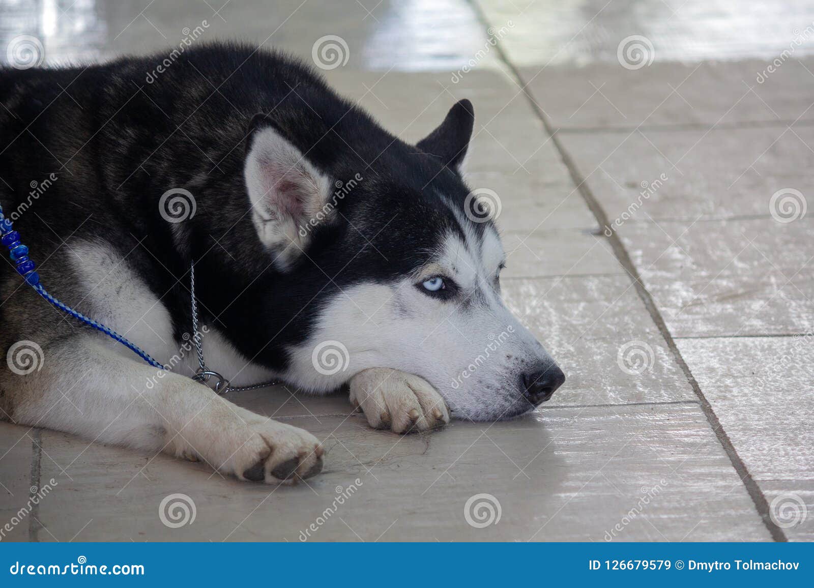 Smart Husky Lies on the Floor Stock Image - Image of husky, doggy ...