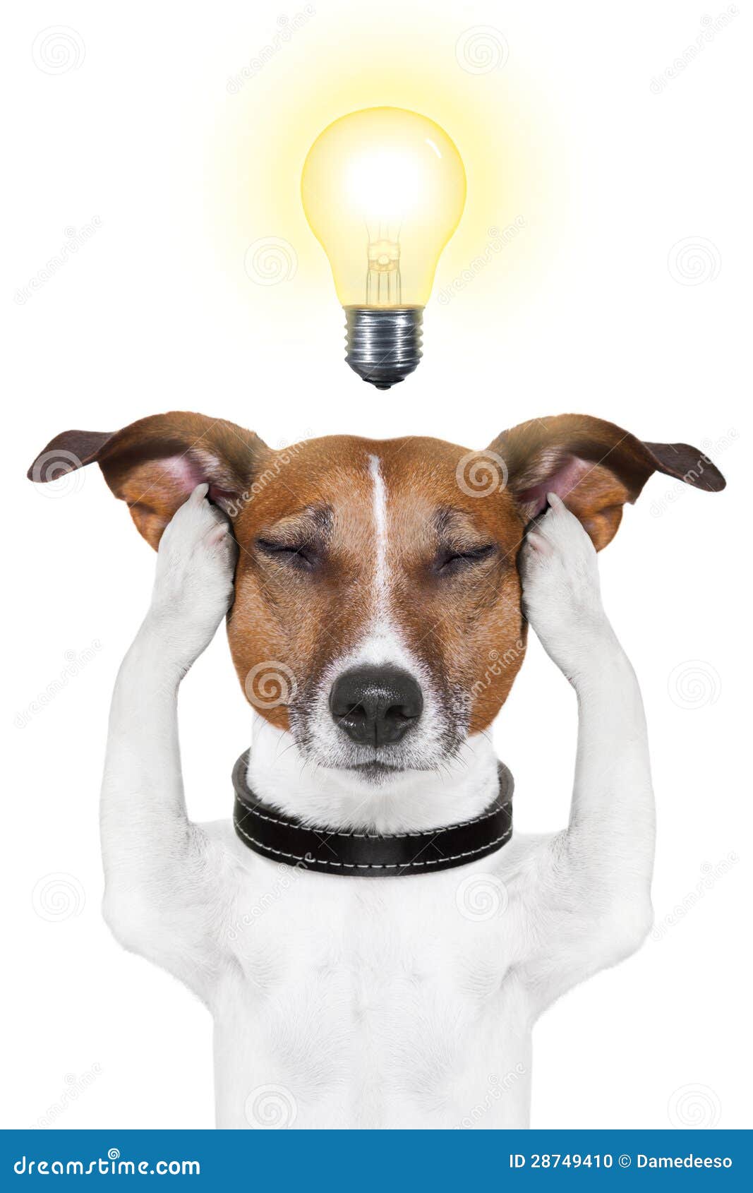 Smart intelligent dog stock photo. Image of lamp, humor - 28749410