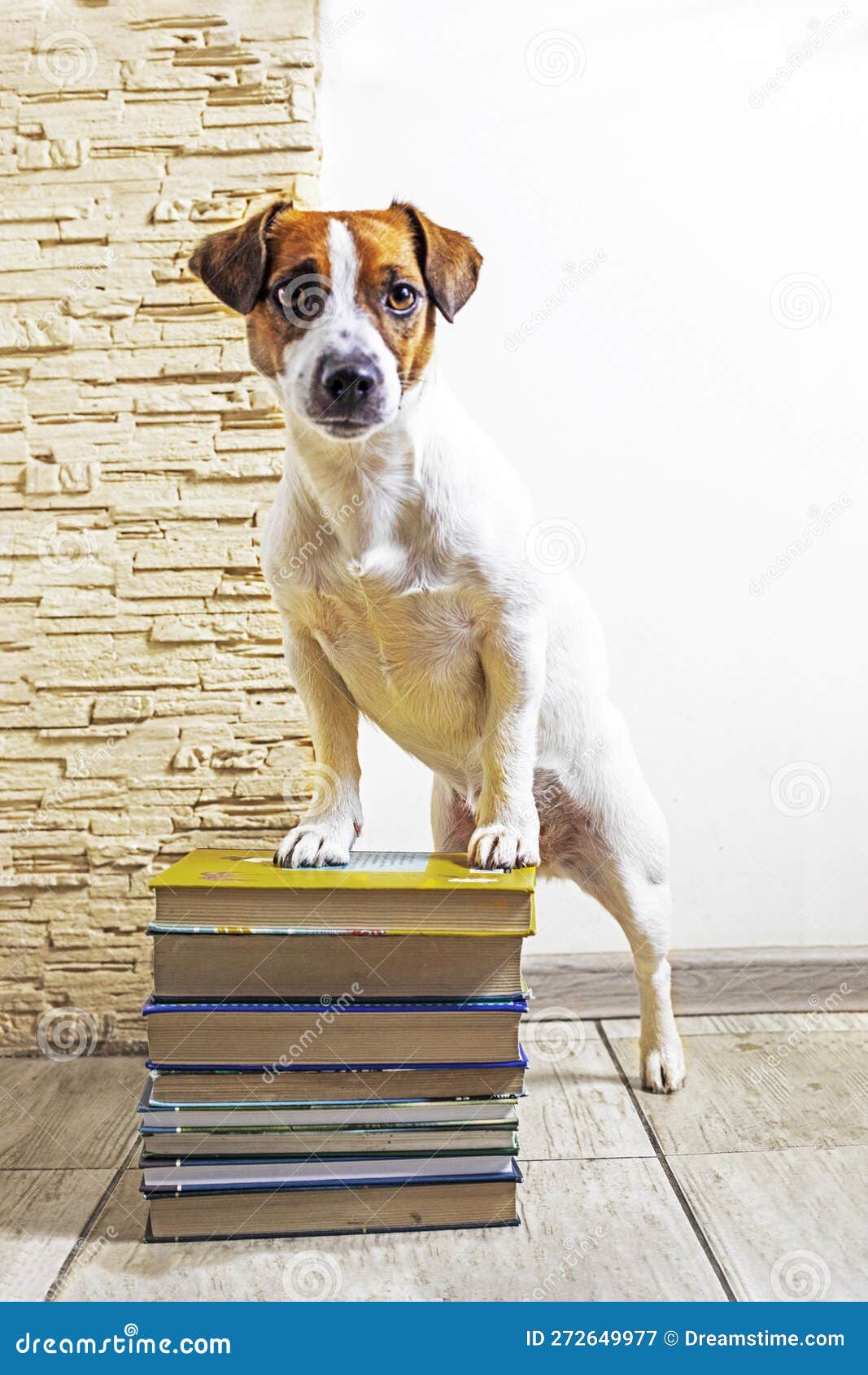 Smart Jack Russell Terrier Stands on a Stack of Thick Textbooks Books ...