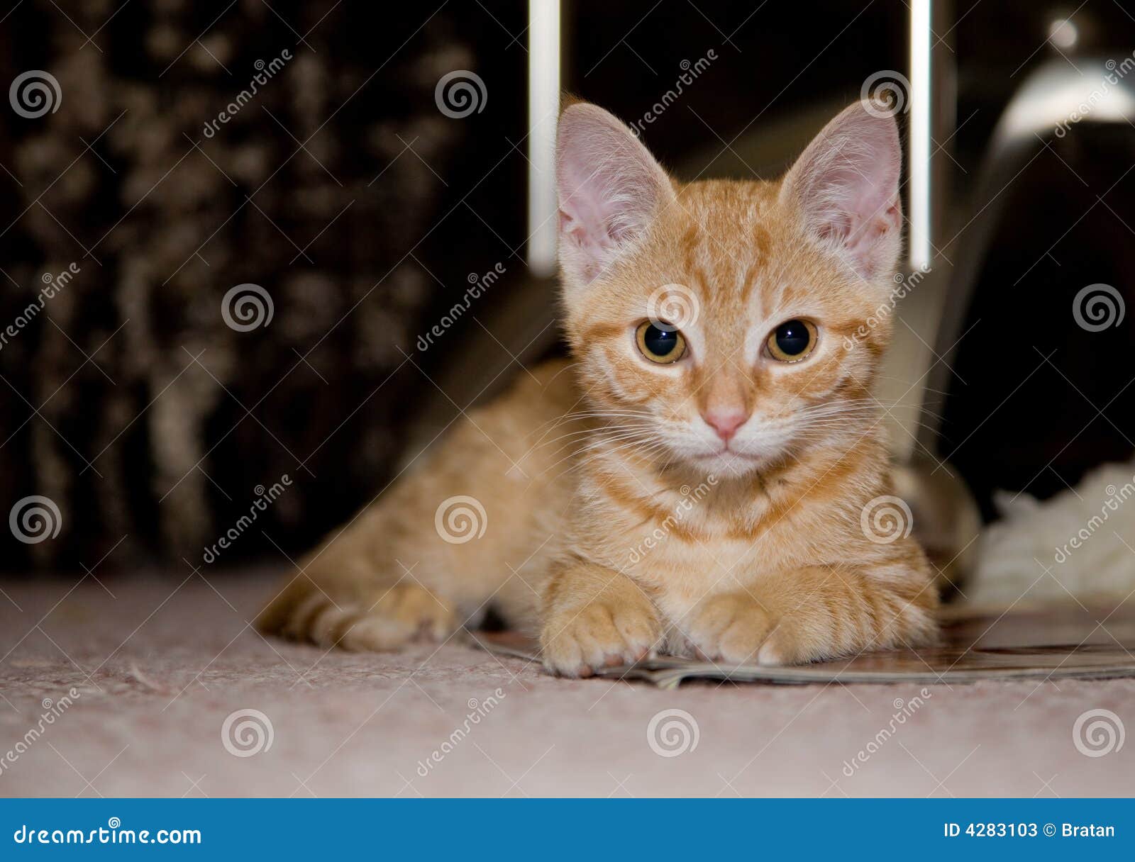 Smart kitty stock image. Image of cute, paws, portrait - 4283103