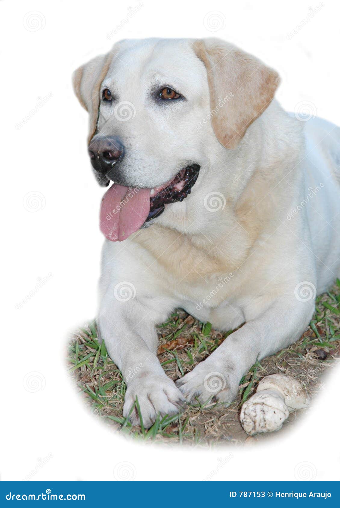 Smart Labrador with His Bone Stock Image - Image of domestic, breed: 787153