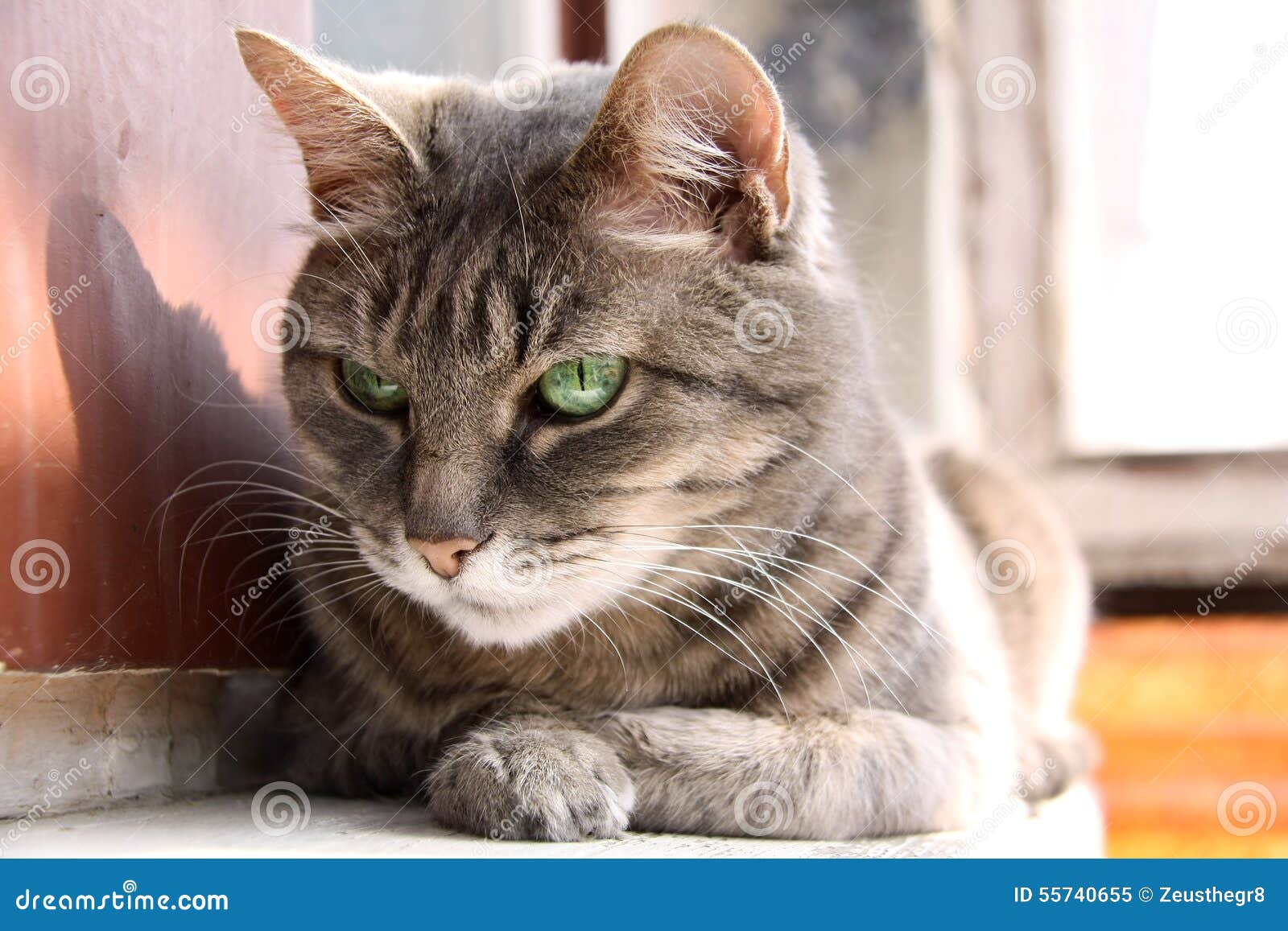 Smart look green-eyed cat stock image. Image of face - 55740655