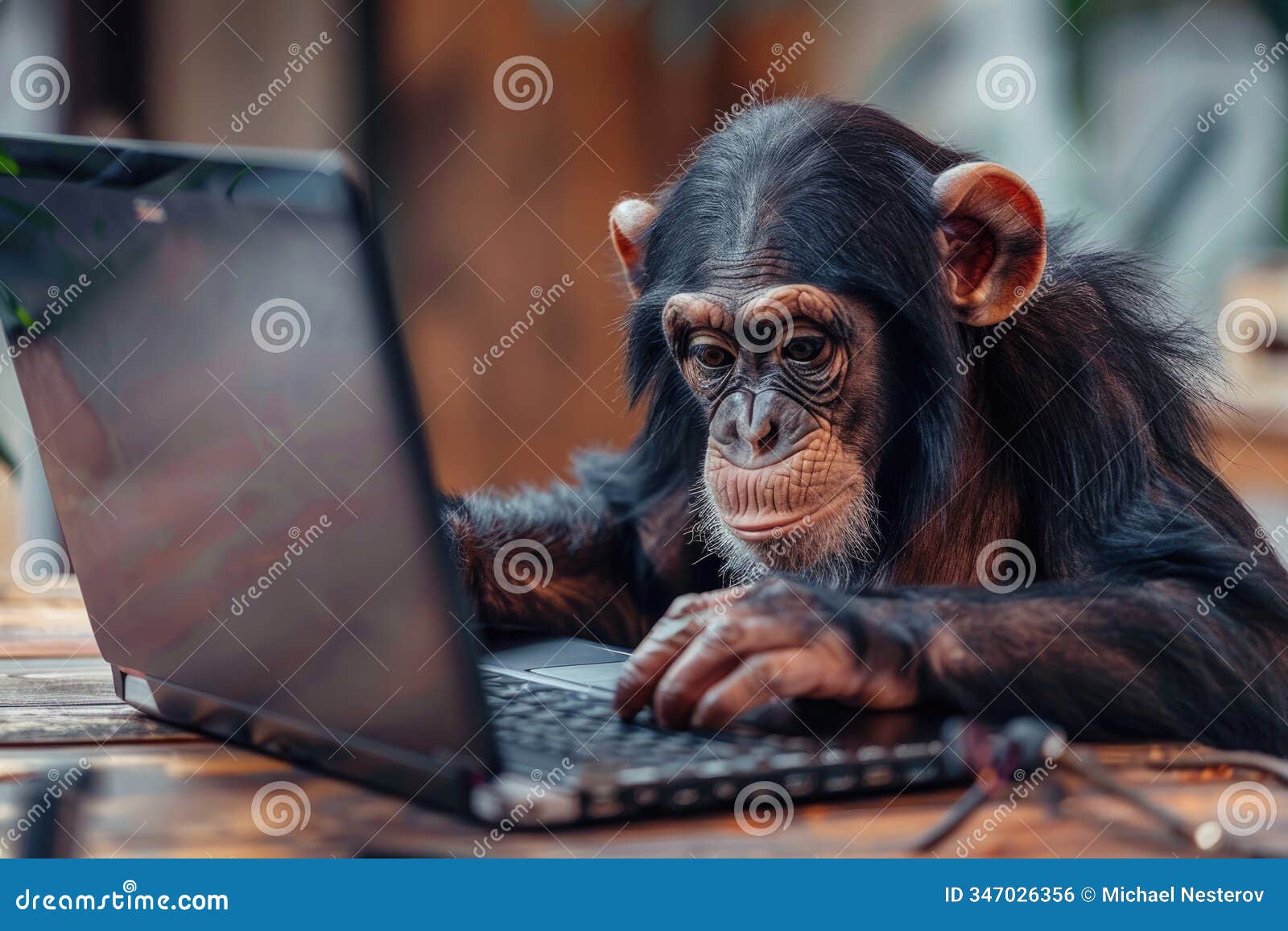 Smart Monkey Working on a Computer in the Office Stock Photo - Image of ...
