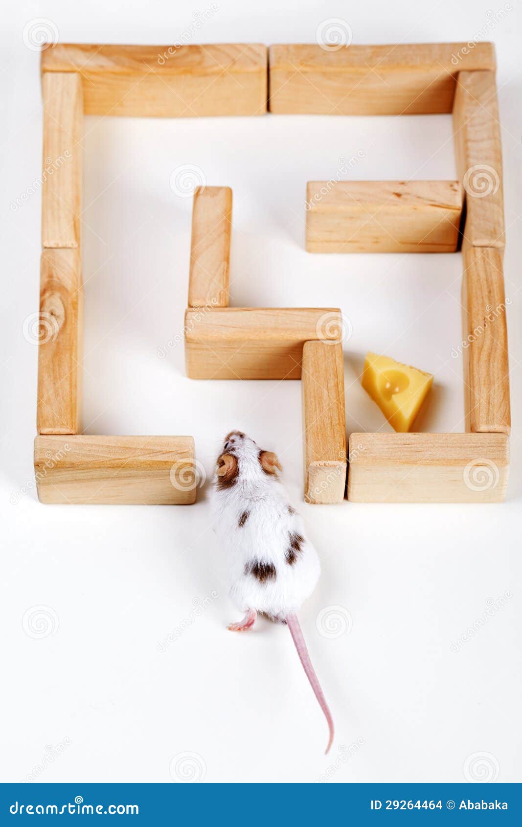 Mouse Maze