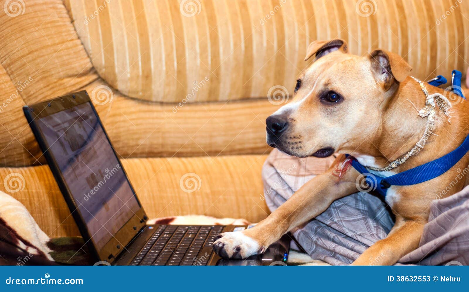 Smart Pet Dog Using Laptop Computer Stock Image - Image of working ...