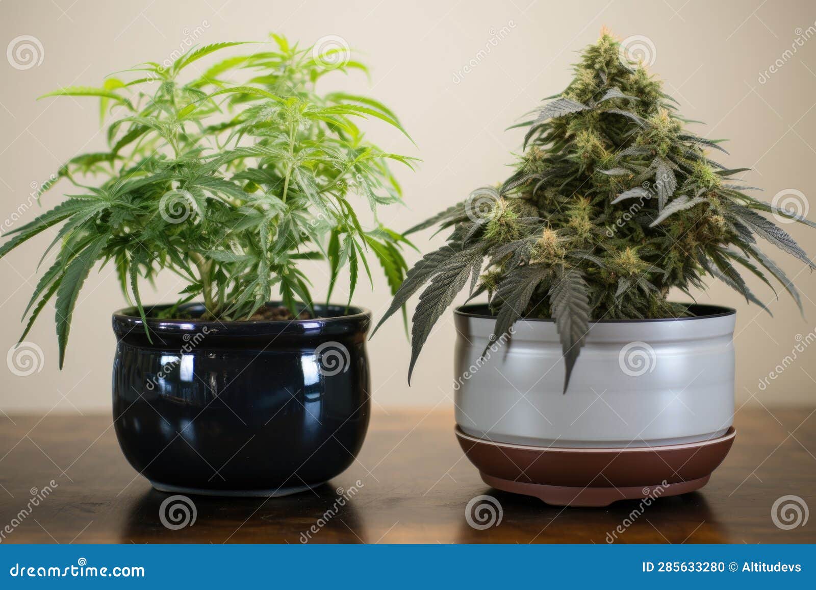 Smart Pot and Traditional Pot Comparison, Highlighting Benefits Stock ...